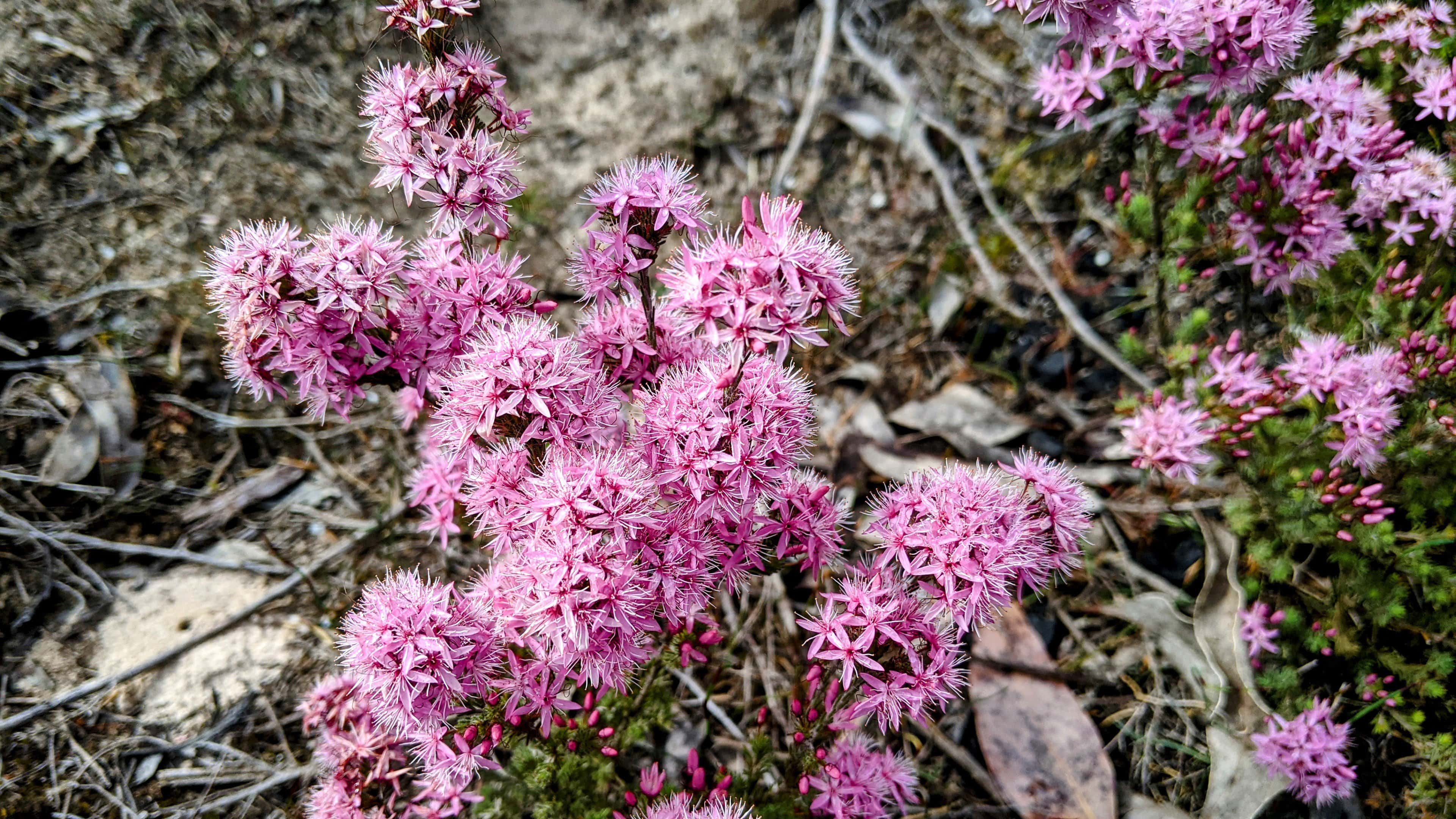 Friends of Grampians – Gariwerd – Victorian Environment Friends Network